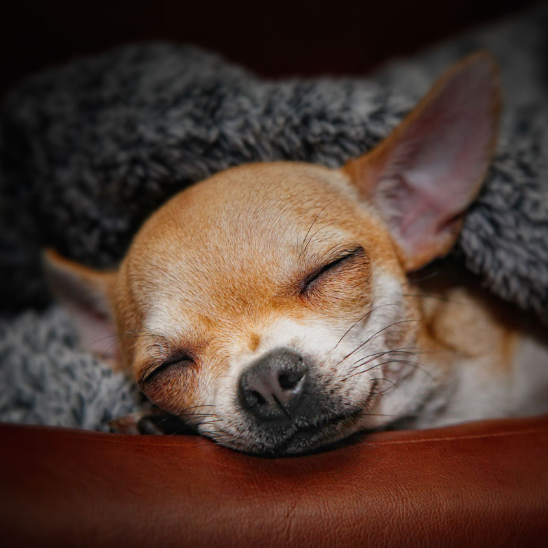 Home - Happy Dog Resort