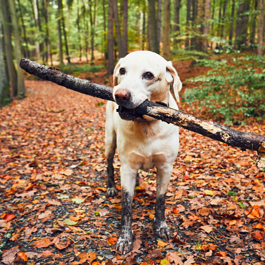 Day Camp - Happy Dog Resort