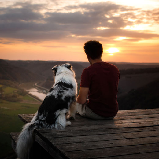 Day Camp - Happy Dog Resort