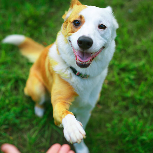 Training - Happy Dog Resort