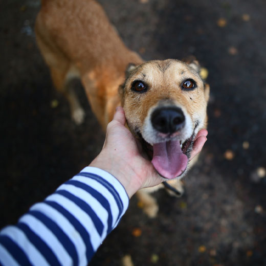 Training - Happy Dog Resort