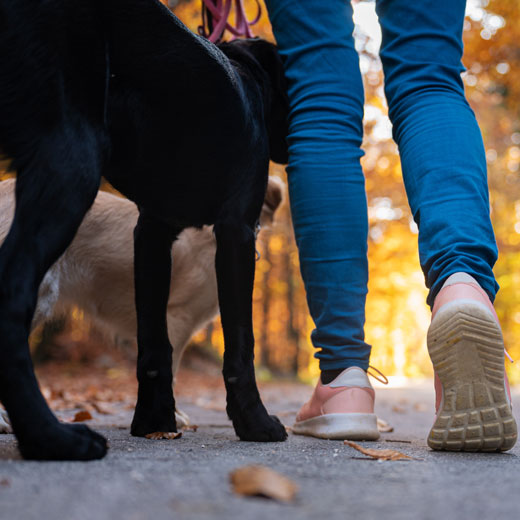 Training - Happy Dog Resort