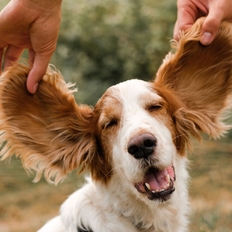 Training - Happy Dog Resort
