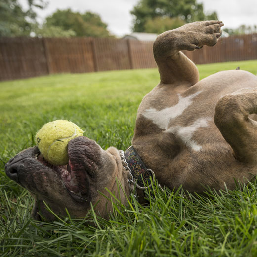 Training - Happy Dog Resort