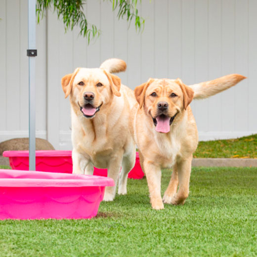 Day Camp - Happy Dog Resort