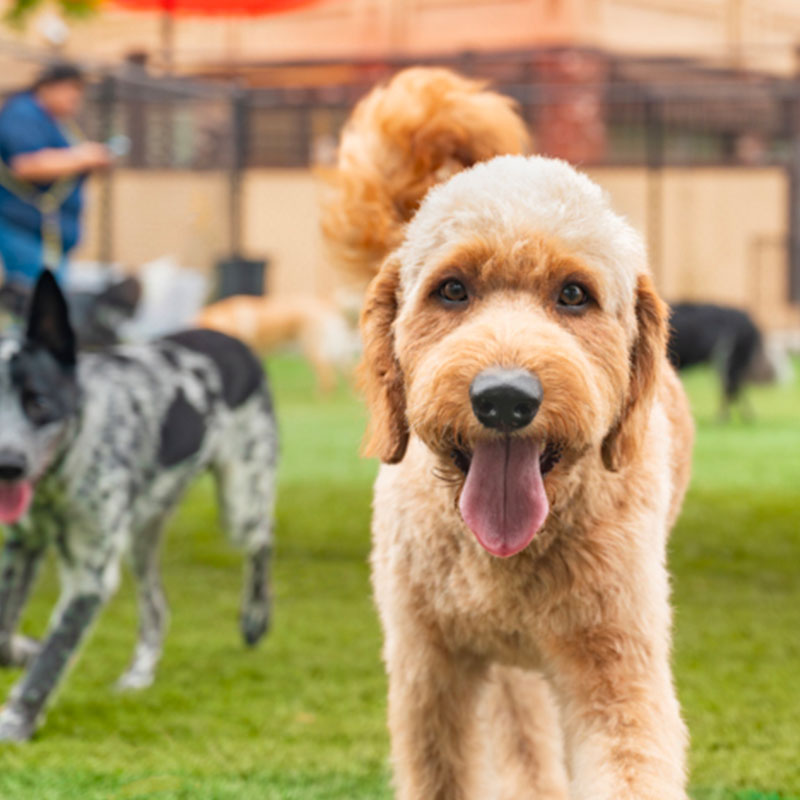 Day Camp - Happy Dog Resort
