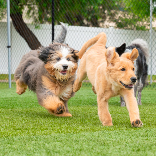 Day Camp - Happy Dog Resort