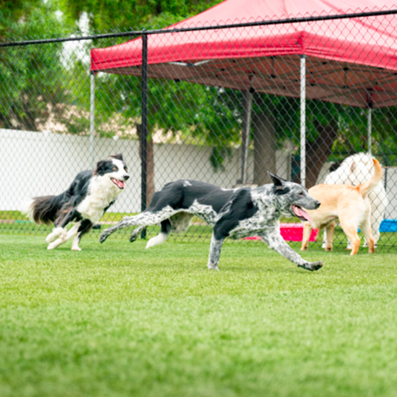 Day Camp - Happy Dog Resort