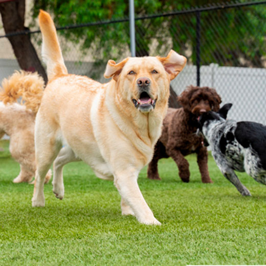 Day Camp - Happy Dog Resort