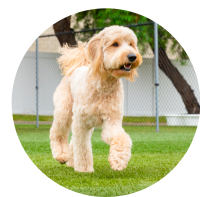Home - Happy Dog Resort