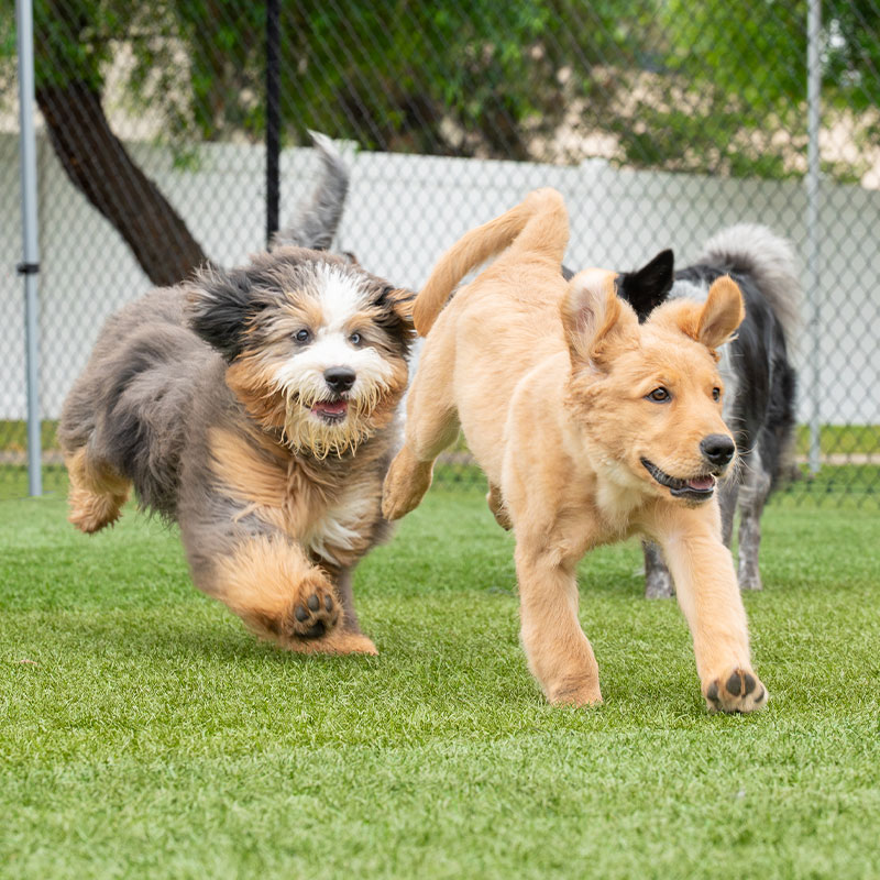 Home - Happy Dog Resort