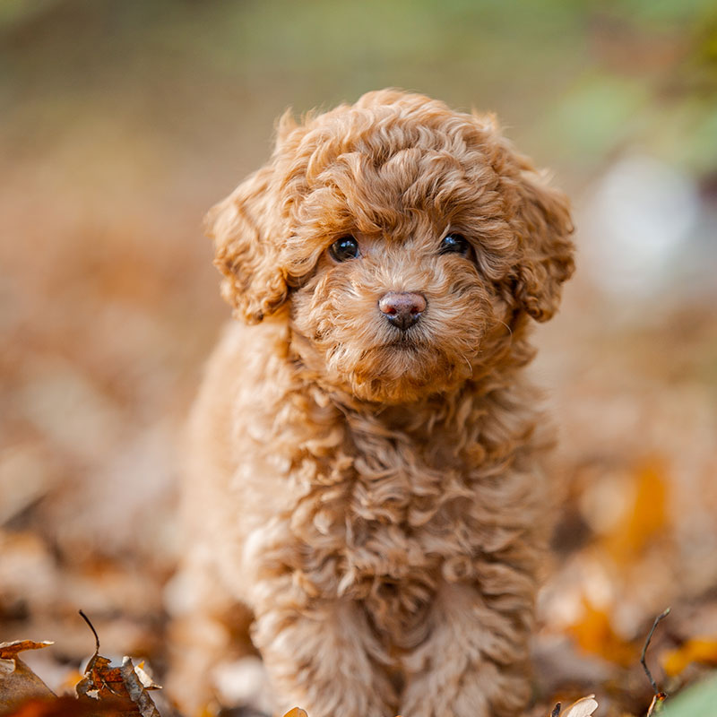 Bougee Package - Happy Dog Resort