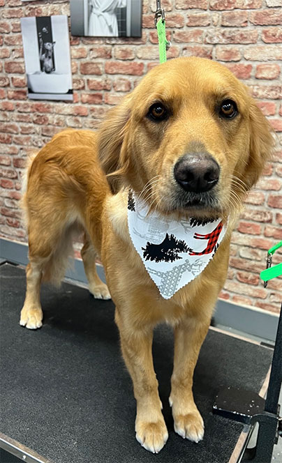 Grooming - Happy Dog Resort