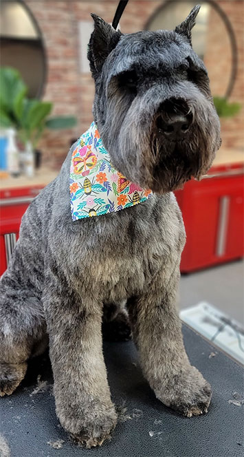 Grooming - Happy Dog Resort