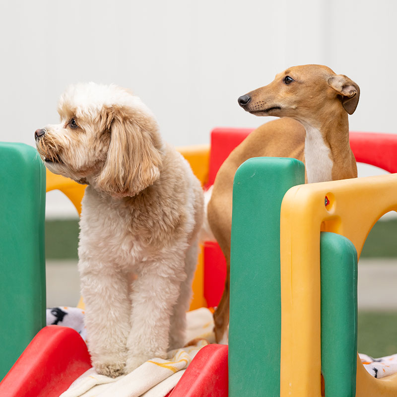 Grooming - Happy Dog Resort