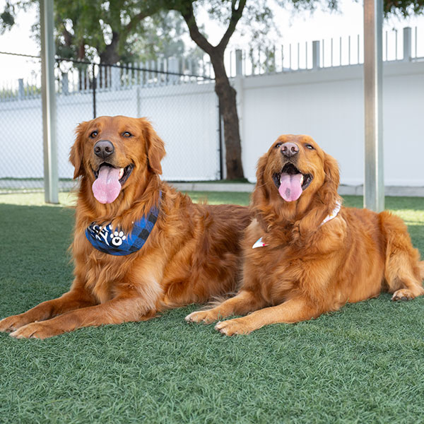 Lodging Pricing - Happy Dog Resort