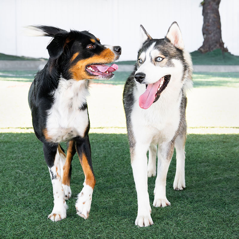 Lodging Pricing - Happy Dog Resort