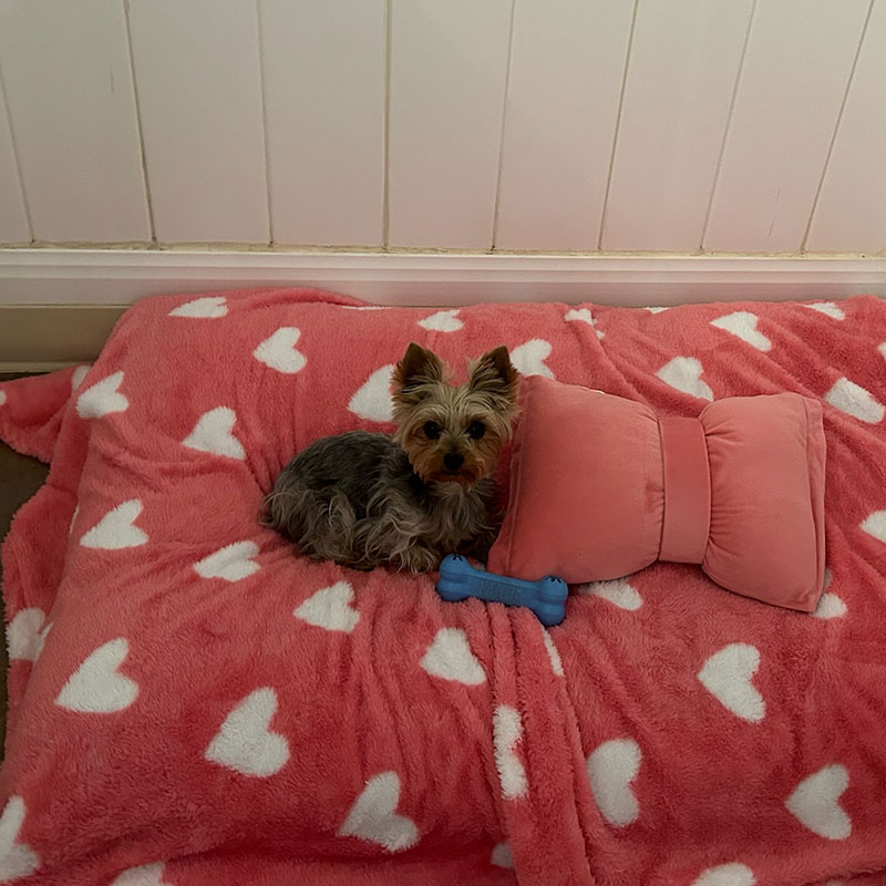 Lodging - Happy Dog Resort