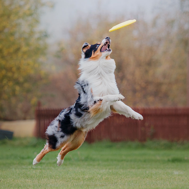 Group Classes - Happy Dog Resort