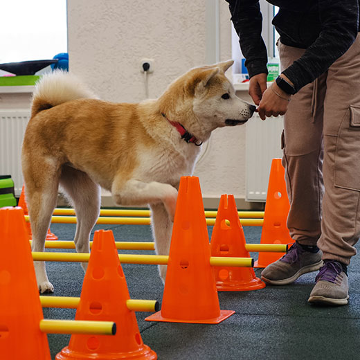 Group Classes - Happy Dog Resort